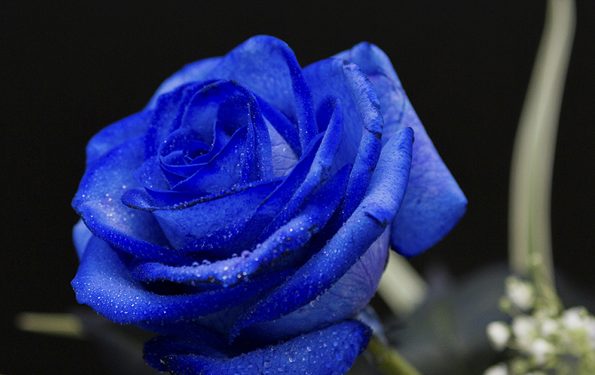 Rosas Naturales | Blog Milrosas